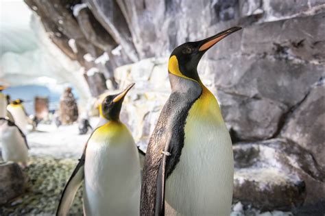 Penguin Trek Announces Opening Date At Seaworld Orlando