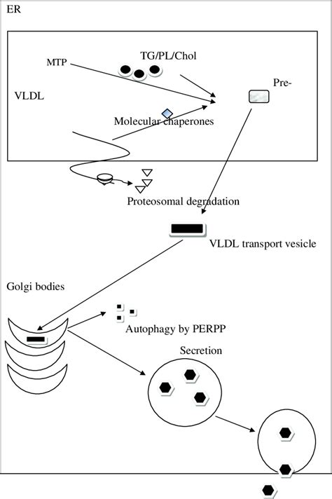 Biosynthesis Of Vldl Biosynthesis Of Vldl Starts When Apob100 Is