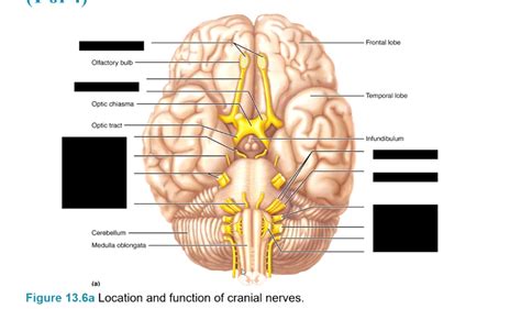 Cranial Nerves Diagram Quizlet