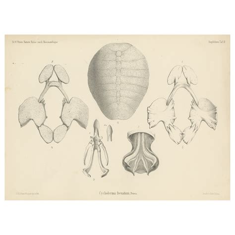 Antique Print Of The Zambezi Flapshell Turtle For Sale At 1stdibs