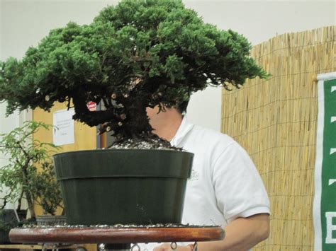 Bonsai Beginnings Juniperus Procumbens Nana