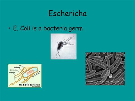 E Coli Ppt