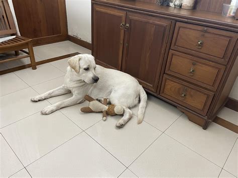 2 Year Old Adult Yellow Lab For Adoption Very Cute And Loving R