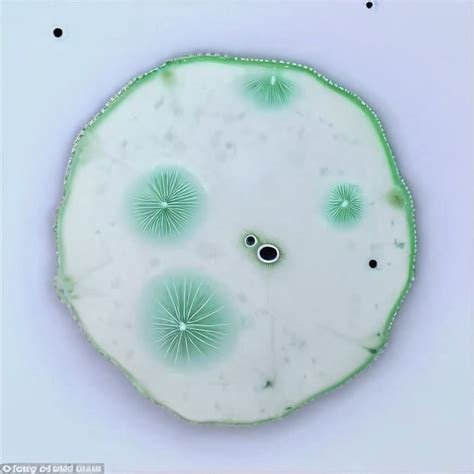 Cells Touchdesigner Stable Diffusion Rtouchdesigner