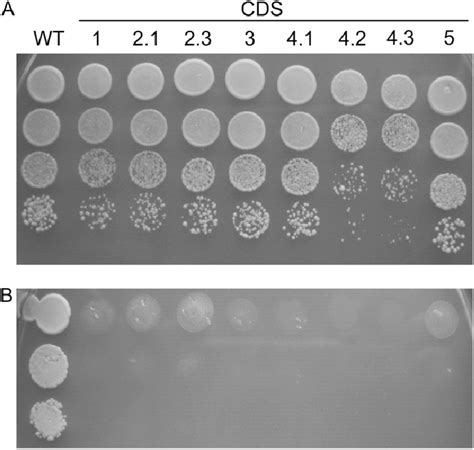Functional Complementation Of Saccharomyces Cerevisiae Mutant Ybr029c Download Scientific