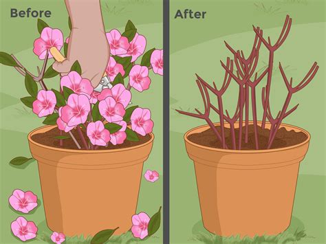 How To Plant Azaleas 11 Steps With Pictures Wikihow