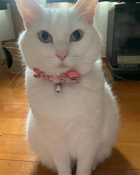 Cat Catsofinstagram Cats Catstagram Kitty Love Catlover Kitten