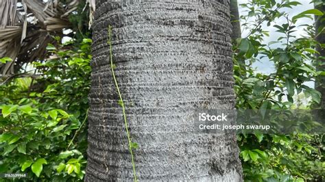 숲 속의 나무 줄기 숲에 있는 나무 그루터기 나무 껍질 나무 통나무 죽은 나무 통나무 나무의 나무 껍질을 선택적 초점과 흐림