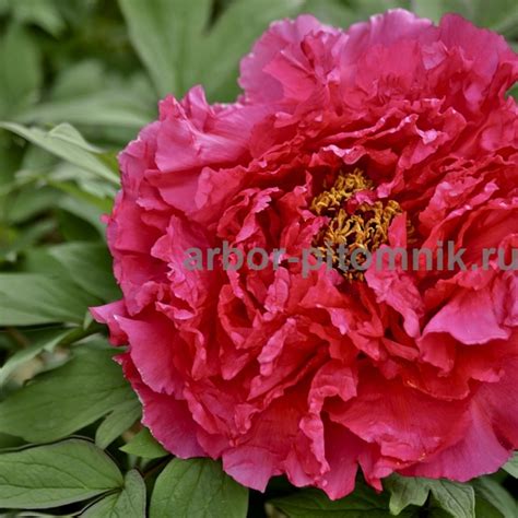 Саженцы пиона Красное серебро купить в Москве и Подмосковье недорого из ...