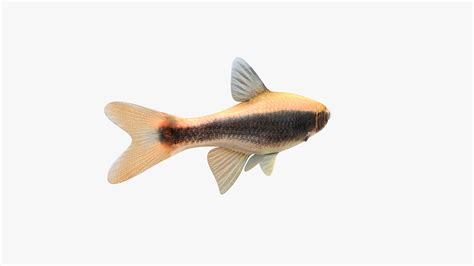 Broadstripe Shiner And Flagfin Shiner Set 3d Turbosquid 1940668