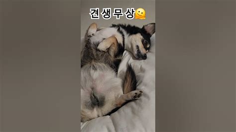 이런들 어떠하리 저런들 어떠하리🫠 Shorts 쇼츠 견생무상 발라당 Youtube