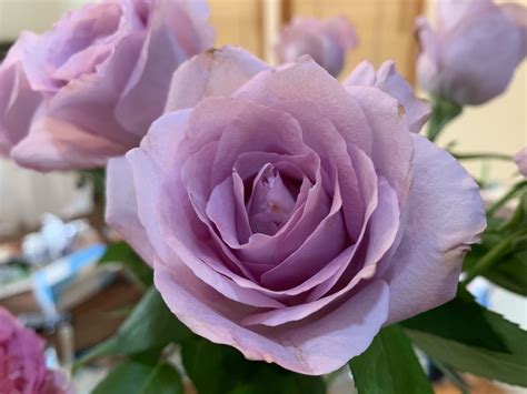 夜来香 診療室のバラ