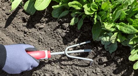 How To Plant Grow And Care For Sorrel