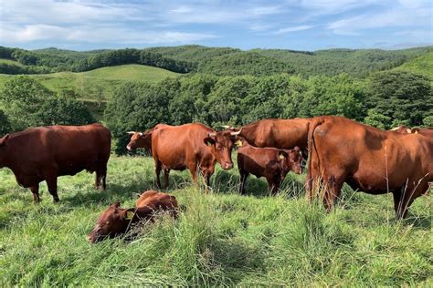 現地リポート短角牛の放牧風景を見学 肉エビスドットコム