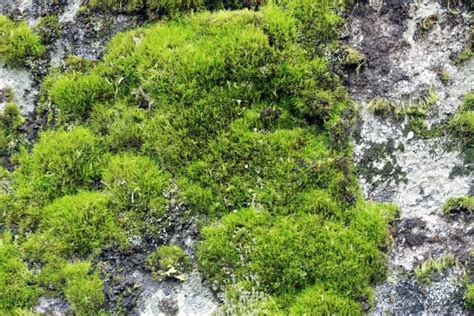 Background Tekstur Latar Belakang Batu Alam Dengan Lumut Hijau Foto Dan