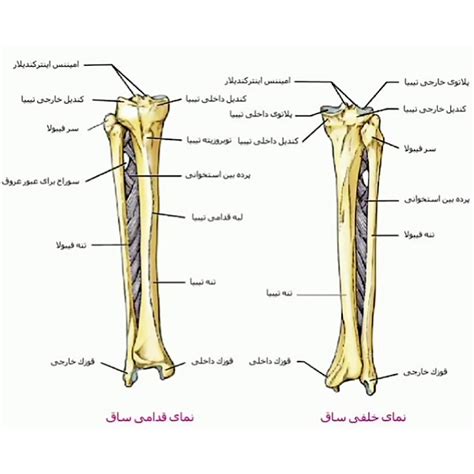 آناتومی و آسیب شناسی مچ پا