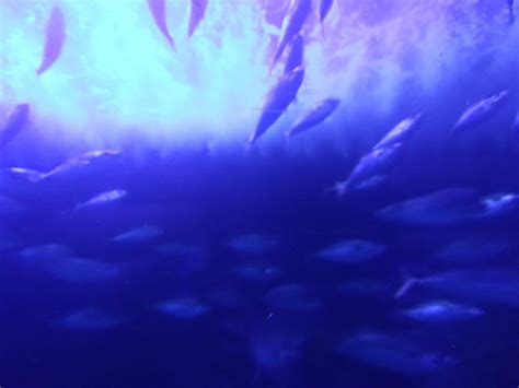 Bootcamp Notes Day 1 Mon React More Javascript Objects And Classes