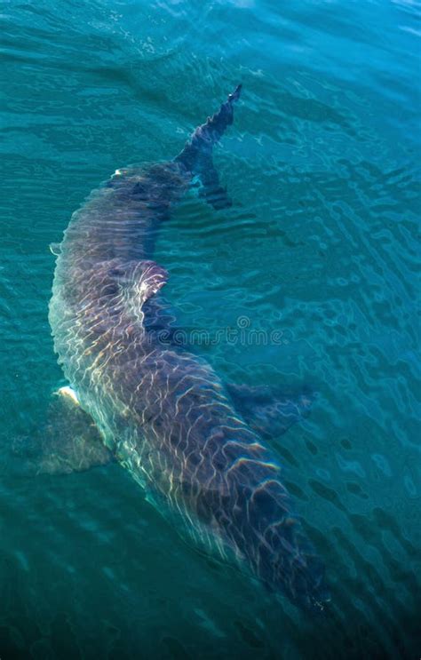 Grand Requin Blanc Sous Marin Photo Stock Image Du Alpha Nature