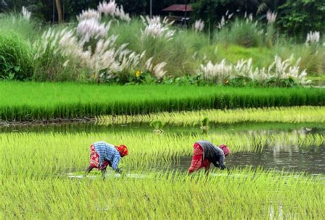 Haryana Farmers Express Gratitude After Govt Hikes Msp On Rabi Crops