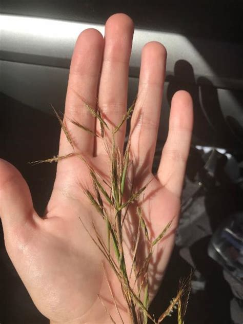 Coolatai Grass Tambookie Grass Thatching Grass Weeds Australia