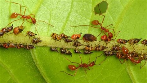 Ants Tending Treehopper Nymphs