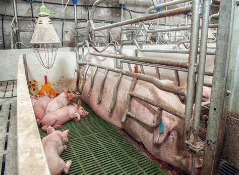 Cawf Veterinary Record ‘the Uk Must Ban Farrowing Crates