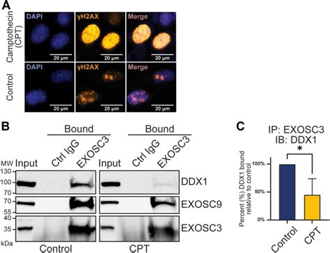 The Putative Rna Helicase Ddx1 Associates With The Nuclear Rna Exosome