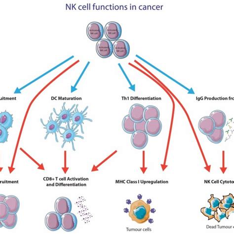 Various Immunotherapy Strategies To Improve Nk Cell Functionality This Download Scientific