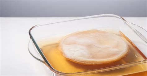 Kombucha Scoby