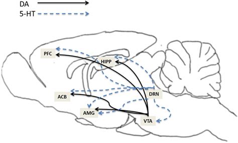 This Illustration Depicts The Expression Of 5 Ht7 Receptors In Brain