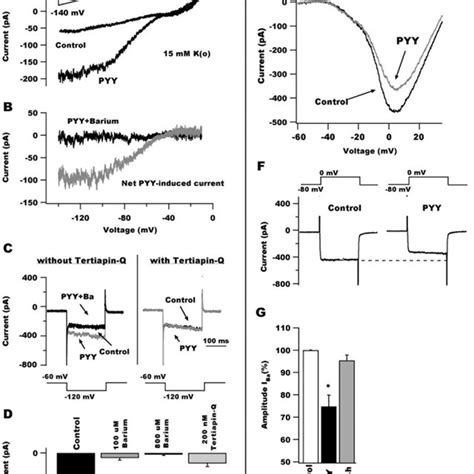 Pyy 3 36 And Npy 13 36 Y 2 Receptor Agonists Attenuated Pomc