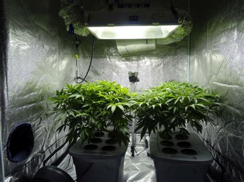 Grow Tent Ventilation What Home Growers Should Know