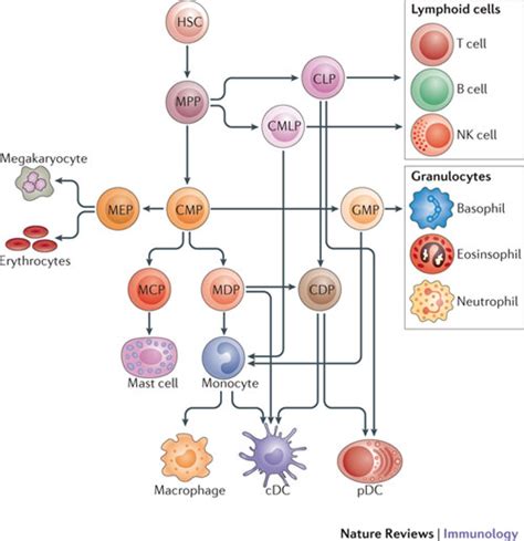 Granulocytes Cell Cartoons