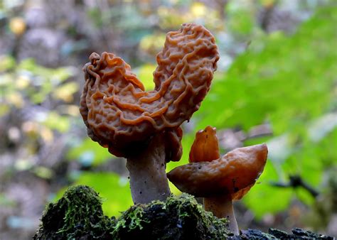 False Morel Mushrooms
