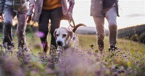 해질녘 자연 속에서 야외에서 산책하는 개와 함께 있는 노인 여성 친구들의 중간 부분 사진 Unsplash의 숲 이미지