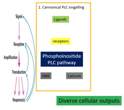 Cell Signalling Cascades 3 Flashcards Quizlet
