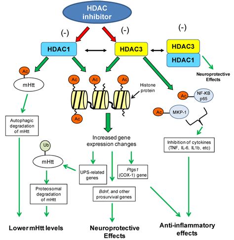Pharmaceuticals Special Issue Hdac Inhibitors 2014