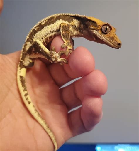 I Have Too Many Here Are Some Of Them Rpipkinpippa