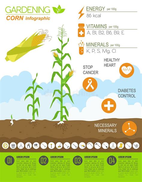 Template Corn Stock Illustrations 19 485 Template Corn Stock Illustrations Vectors And Clipart