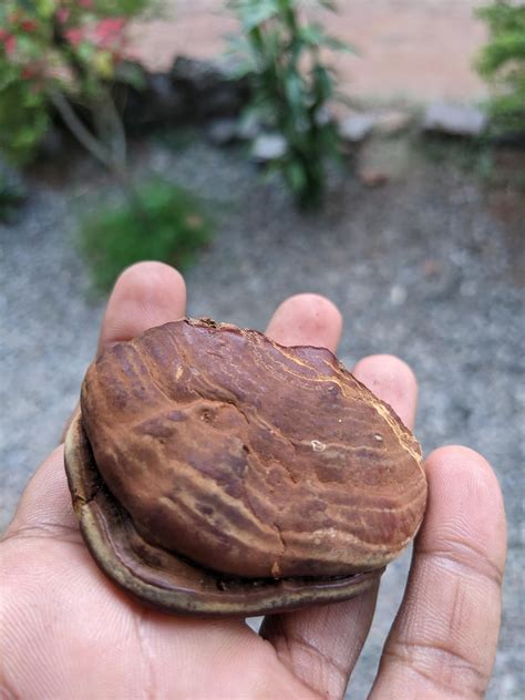 Are These Ganoderma If So Can I Make A Tincture Out Of It 2 Specimens