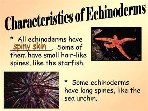 Arthropods Ppt Download
