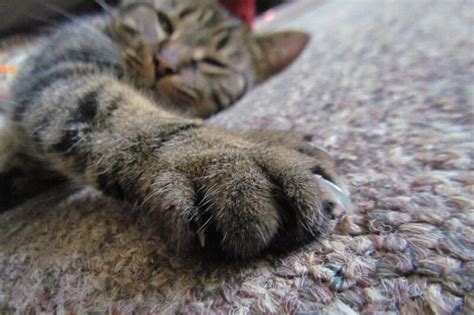 10 Interesting Facts About Cat Claws And Their Anatomy Vet Reviewed