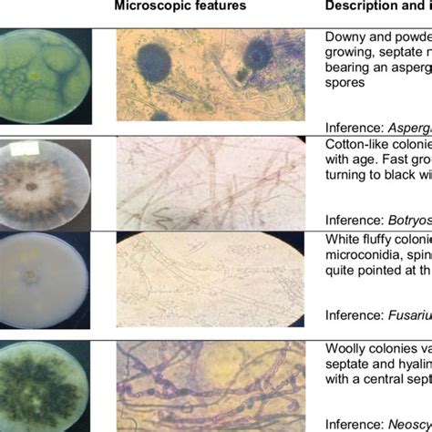 Macroscopic And Microscopic Characteristics Of The Groups Of Isolates