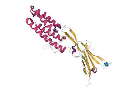 Crystal Structure Of Human Sperm Membrane Protein Izumo1 Stock