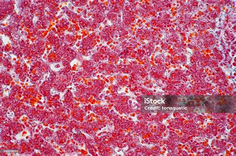 Tejido Hepático Humano Bajo El Punto De Vista De Microscopio