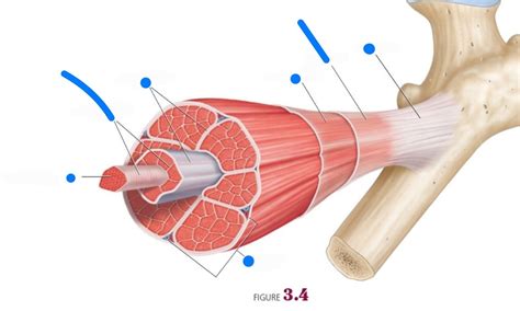 Lab 6 Skeletal Muscle Anatomy Diagram Quizlet Lab 6 Skeletal Muscle Anatomy Diagram Quizlet