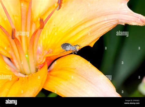 Beetle Of Otiorhynchus Sometimes Otiorrhynchus Eating Lily Flower