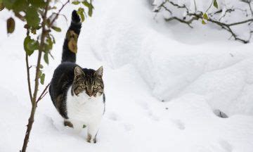 How To Help Stray Cats Survive Winter
