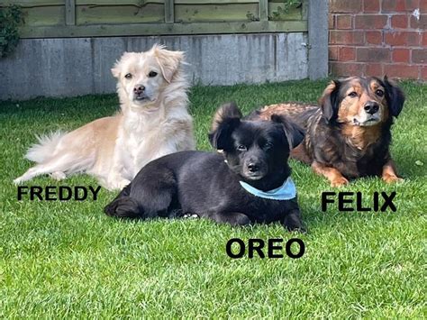 Dogs Looking For A Home Small Dog Rescue And Rehome