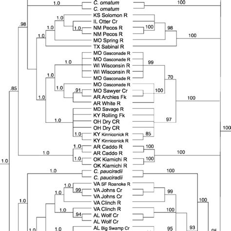 Phylogram Recovered In Bayesian Analysis Numbers Above Branches Are Download Scientific